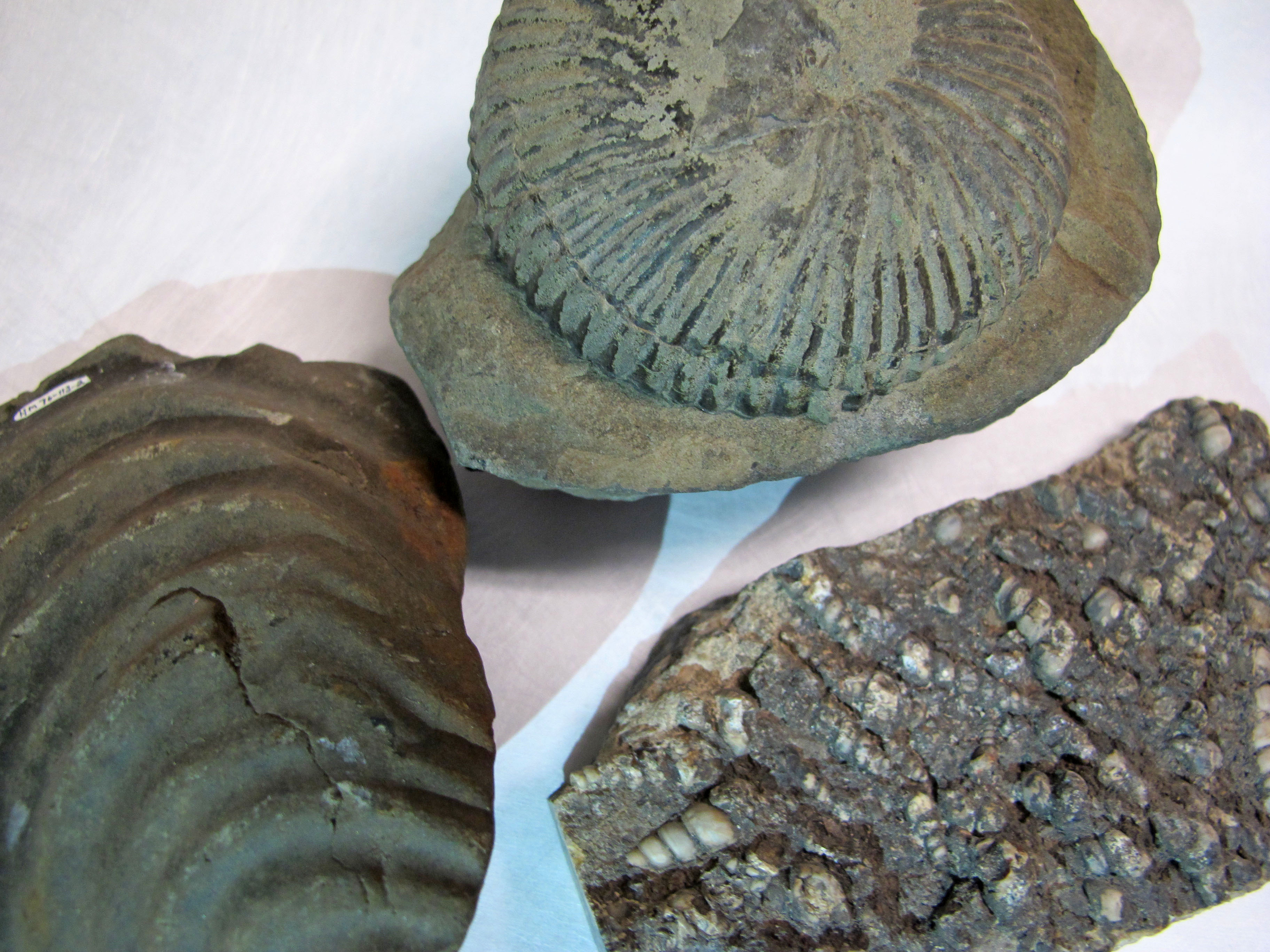Fossils from the collection